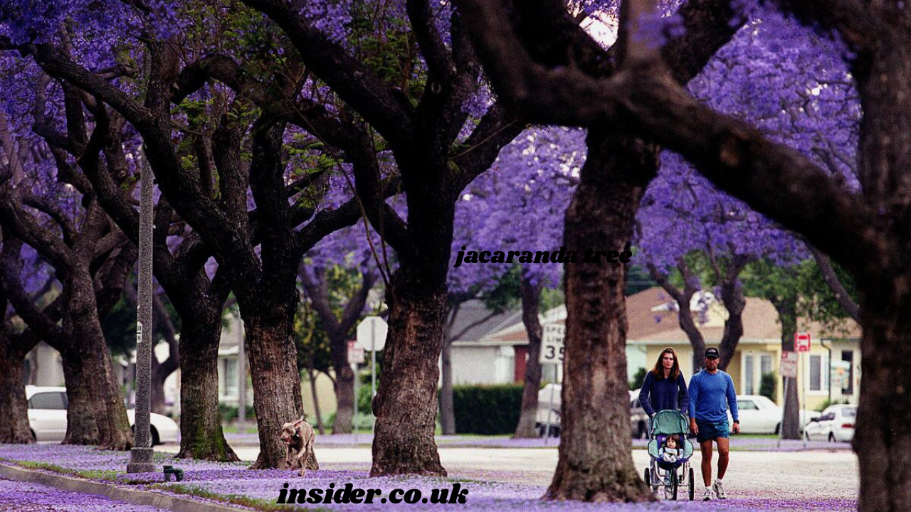 Jacaranda Tree: Discover the Beauty, Care, and Meaning of Jacaranda ...