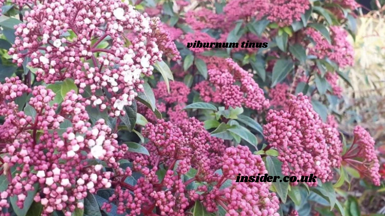 Viburnum tinus: Complete Care, Planting, and Pruning Guide for Your ...